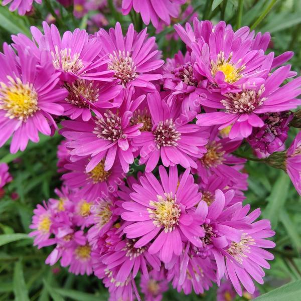 Aster novi-belgii 'Lisette' - Aster rose pour jardin sec
