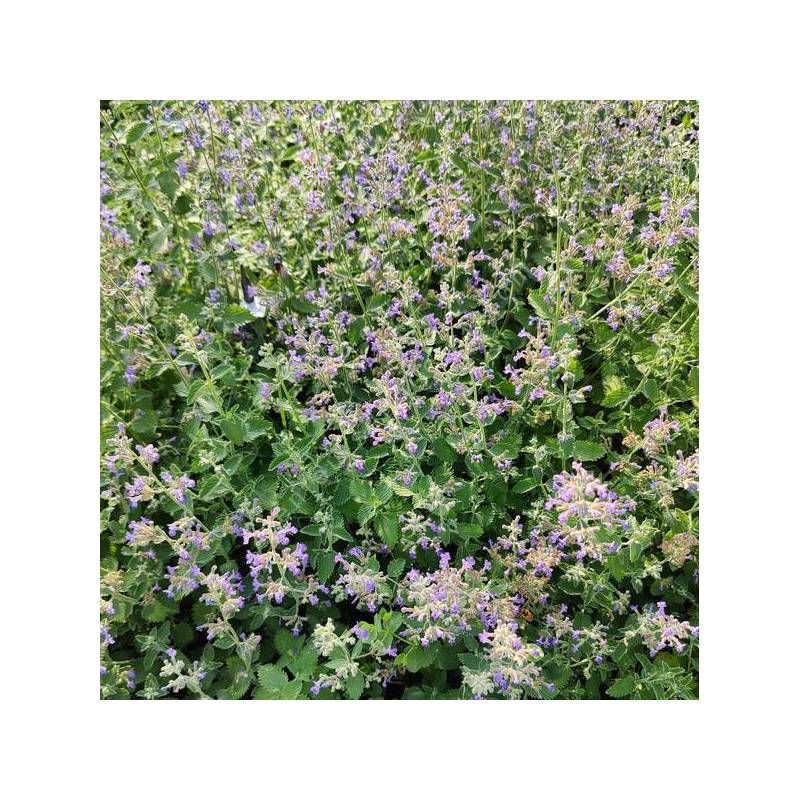 Nepeta x faassenii 'Dropmore' - Herbe à chat vivace de jardin sec