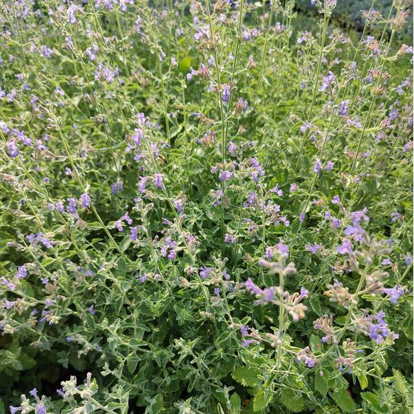 Nepeta x faassenii 'Grol' - Herbe à chat vivace de jardin sec