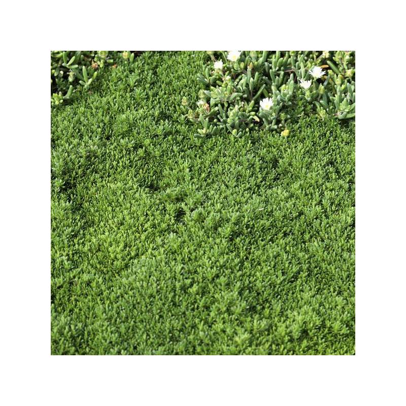 Thym rampant - Thymus caespititius - Couvre-sol persistant de terrain sec