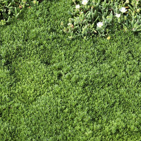 Thym rampant - Thymus caespititius - Couvre-sol persistant de terrain sec