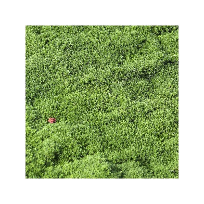 Thym rampant - Thymus caespititius - Couvre-sol persistant de terrain sec