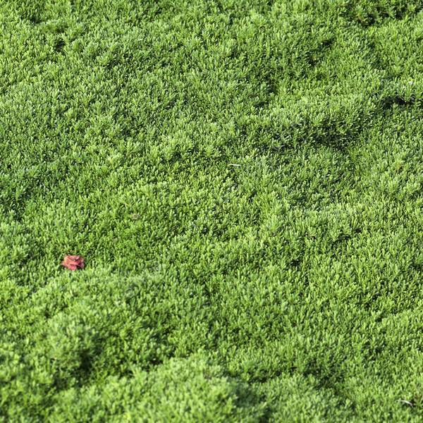 Thym rampant - Thymus caespititius - Couvre-sol persistant de terrain sec