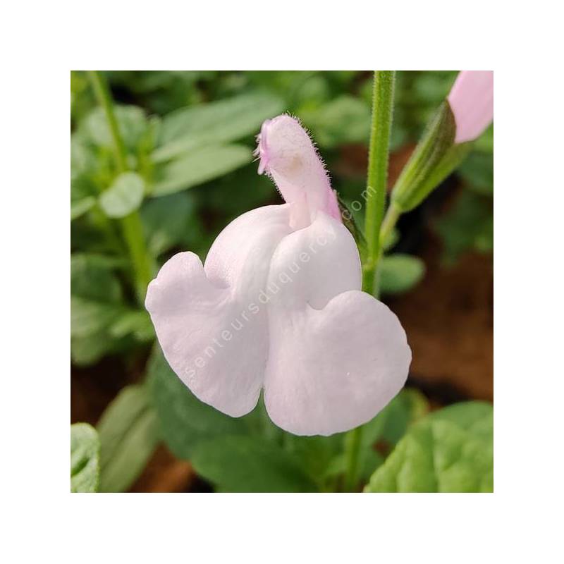 Sauge arbustive vivace à fleur rose et blanche - Salvia 'Ondine'
