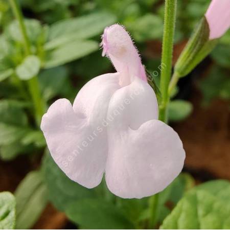 Sauge arbustive vivace à fleur rose et blanche - Salvia 'Ondine'