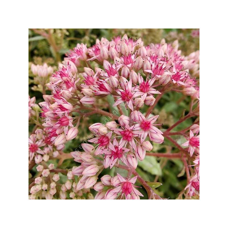 Grand orpin vivace à fleur rose - Sedum 'Abygale'