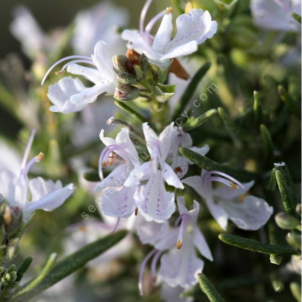 Romarin boule à fleur rose - Rosmarinus officinalis 'Rosé des Calanques'