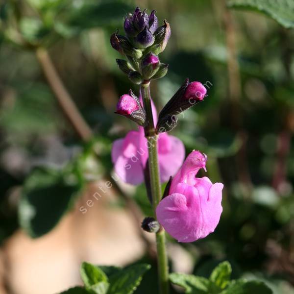 Sauge arbustive vivace à floraison rose - Salvia 'Flower Child'