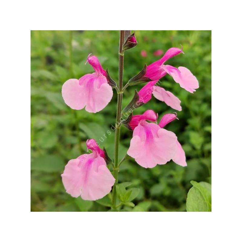 Sauge arbustive vivace à fleur rose - Salvia 'Hesperide'