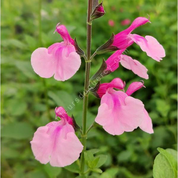 Sauge arbustive vivace à fleur rose - Salvia 'Hesperide'