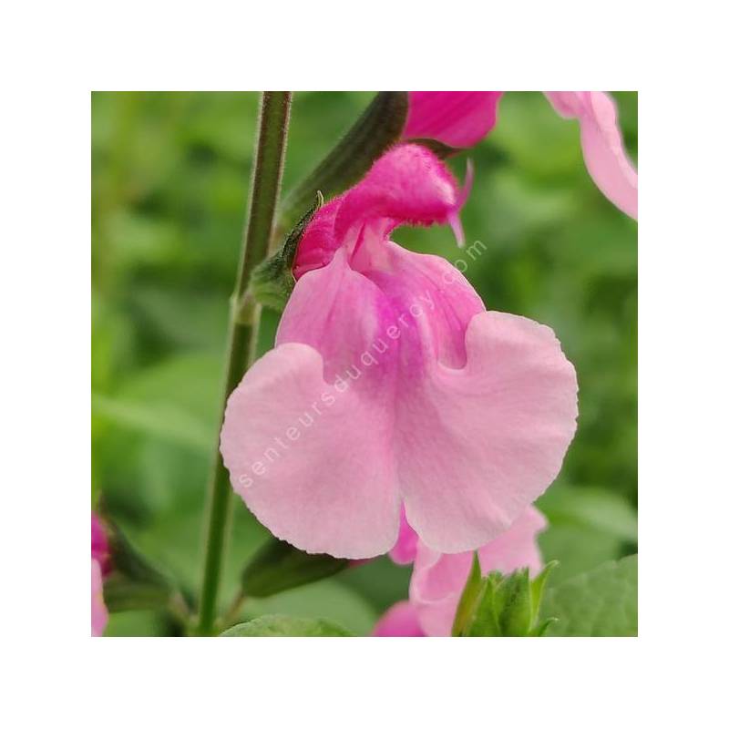 Sauge arbustive vivace à fleur rose - Salvia 'Hesperide'
