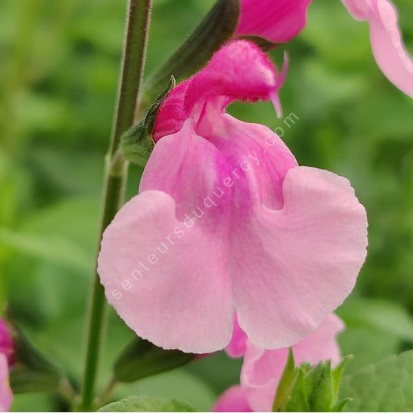 Sauge arbustive vivace à fleur rose - Salvia 'Hesperide'