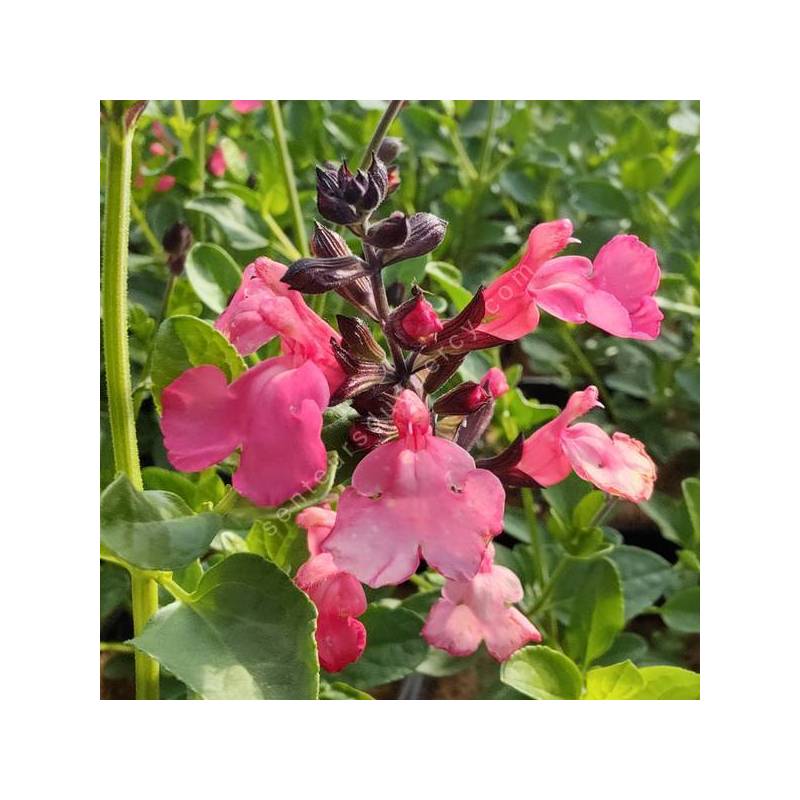 Sauge arbustive compacte rose saumoné - Salvia greggii 'Mirage Saumon'