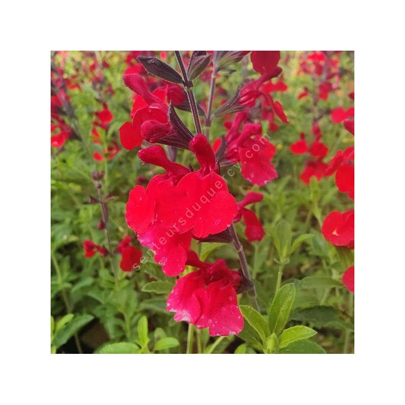 Sauge arbustive vivace à fleur rouge coquelicot - Salvia 'Radio Red'