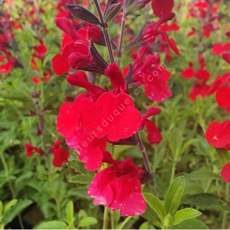 Sauge arbustive vivace à fleur rouge coquelicot - Salvia 'Radio Red'