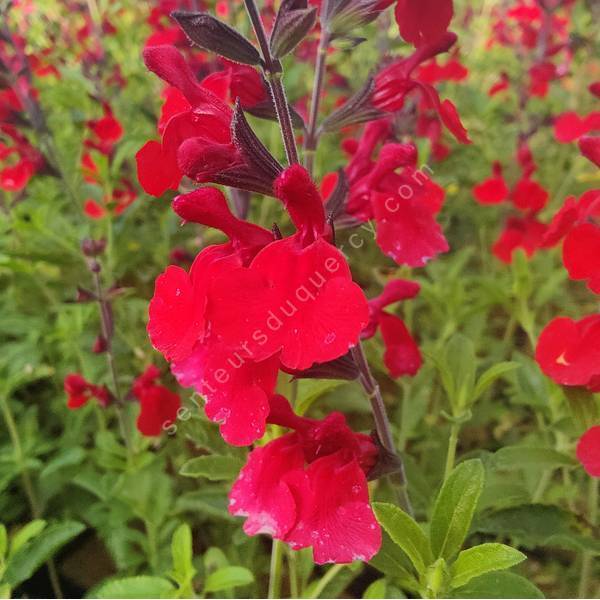 Sauge arbustive vivace à fleur rouge coquelicot - Salvia 'Radio Red'