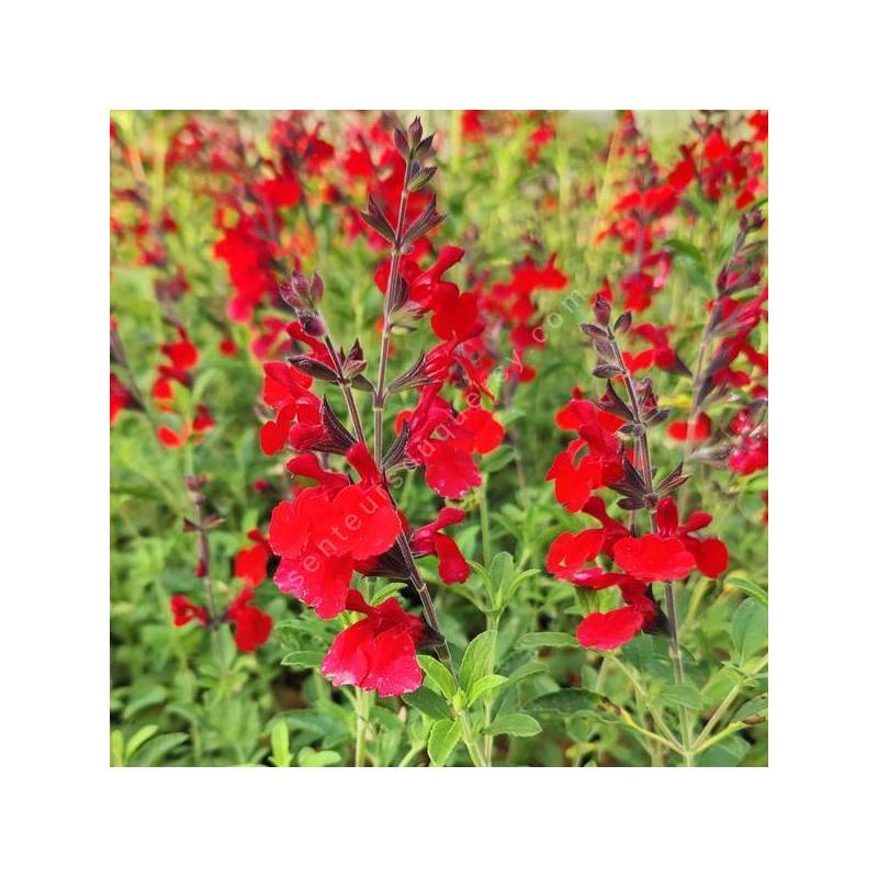 Sauge arbustive vivace à fleur rouge coquelicot - Salvia 'Radio Red'