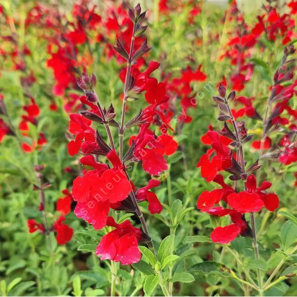 Sauge arbustive vivace à fleur rouge coquelicot - Salvia 'Radio Red'