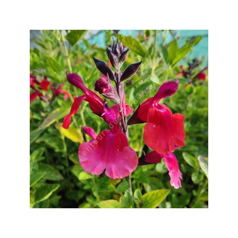 Sauge de Graham rouge à cœur rose - Salvia 'Wine and Rose'