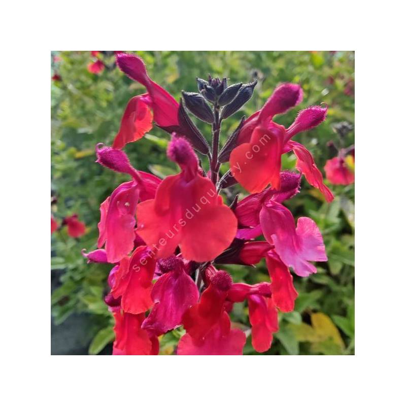 Sauge de Graham rouge à cœur rose - Salvia 'Wine and Rose'