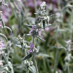 Oreille d'our ou Epiaires - Stachys en vente - achat plante vivace