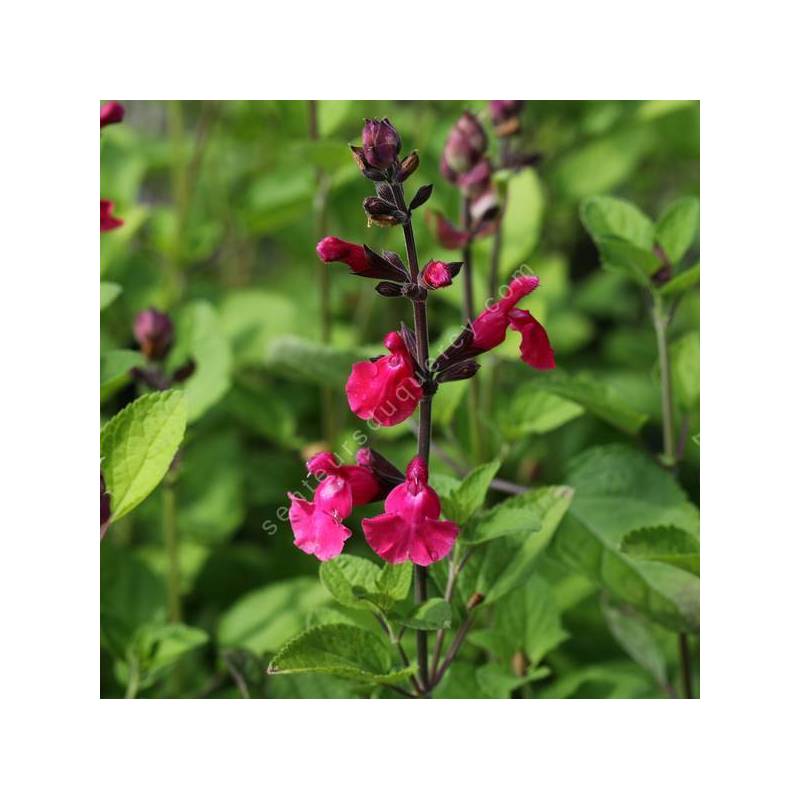 Achat de sauge arbustive rose - Salvia microphylla en vente en pot