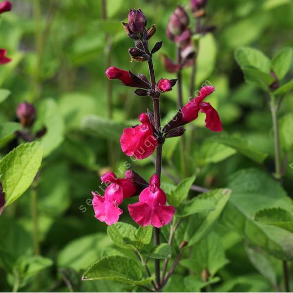 Sauge arbustive à grosse feuille - Salvia microphylla 'Pink Pong'