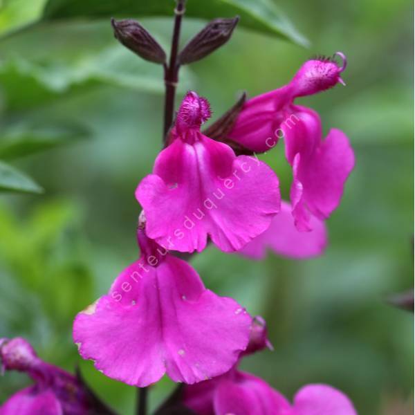 Sauge arbustive vivace rose orchidée - Salvia microphylla 'Lalarsha'