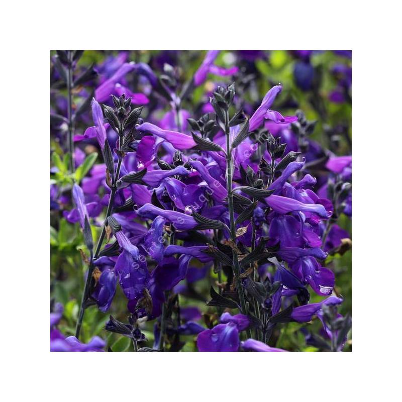 Sauge arbustive compacte bleue foncé - Salvia 'Mirage Bleue'