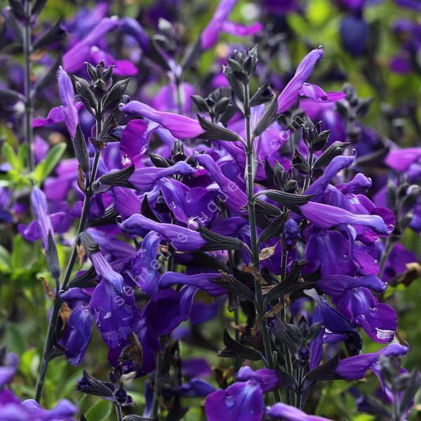 Sauge arbustive compacte bleue foncé - Salvia 'Mirage Bleue'