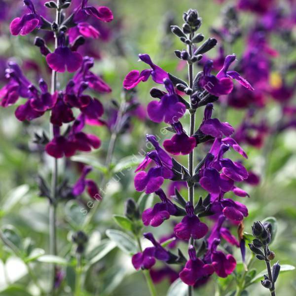 sauge arbustive à fleur violet-noir - Salvia 'Violette de Loire'