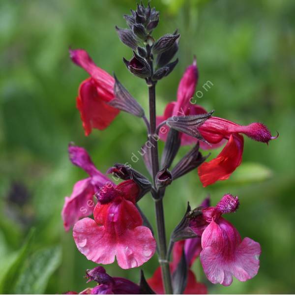Sauge de Graham rouge à cœur rose - Salvia 'Wine and Rose'