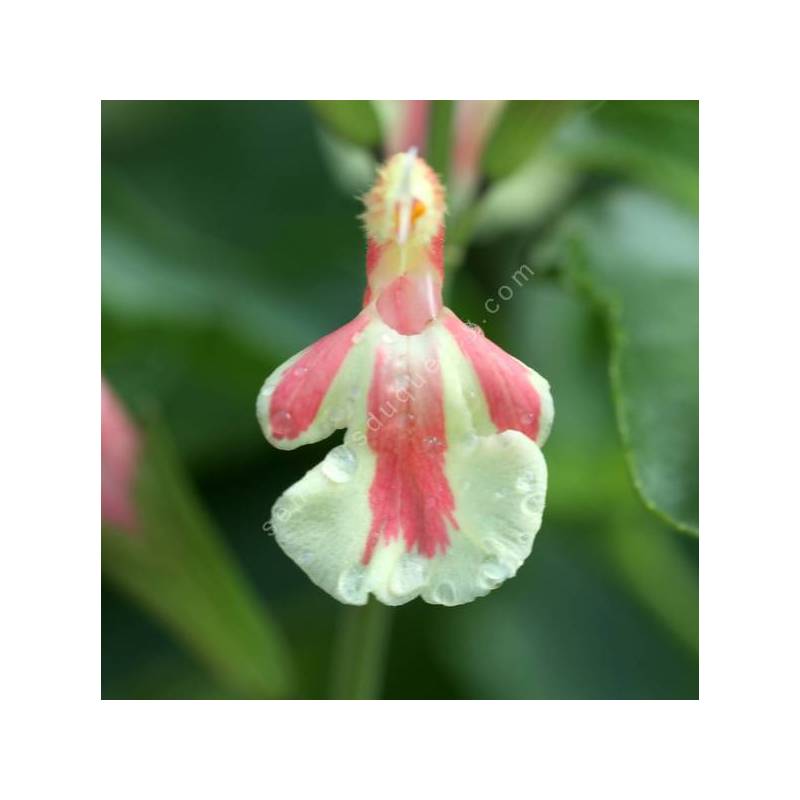 Sauge arbustive jaune marbrée de saumon - Salvia 'Belle de Loire'