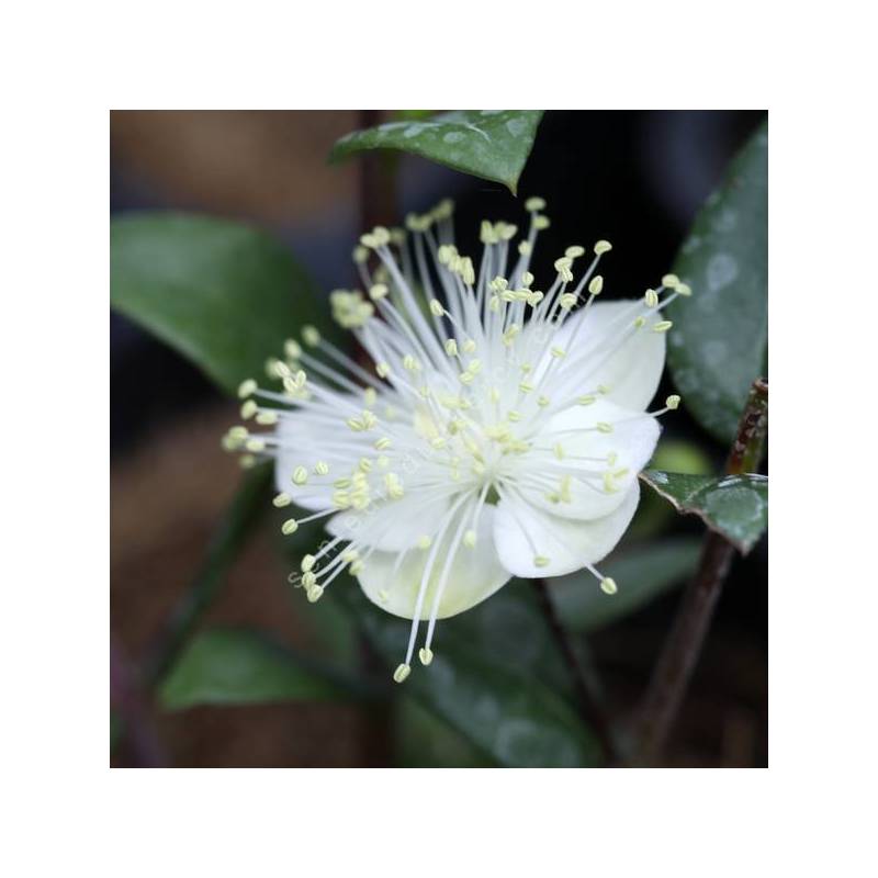 Myrte commune - Myrtus communis 'La Clape' - arbuste persistant