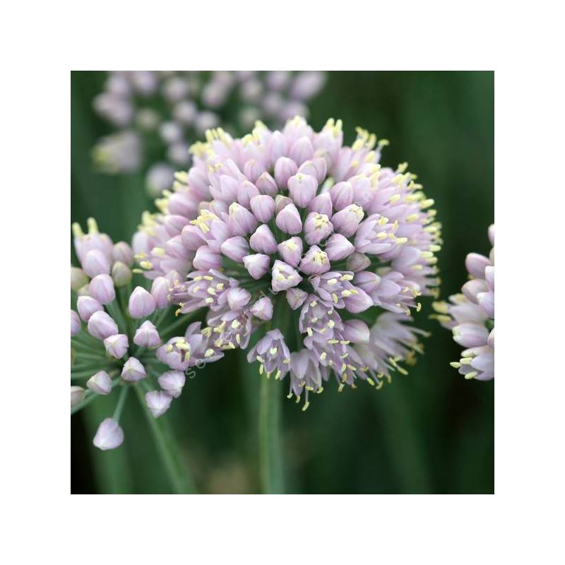 Allium lusitanicum 'Lisa Blue' synonyme Ail senescens subsp. montanum