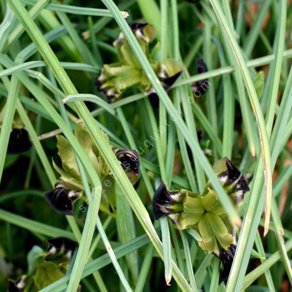 Iris tuberosa syn. Hermodactylus tuberosus - plante de rocaille vivace