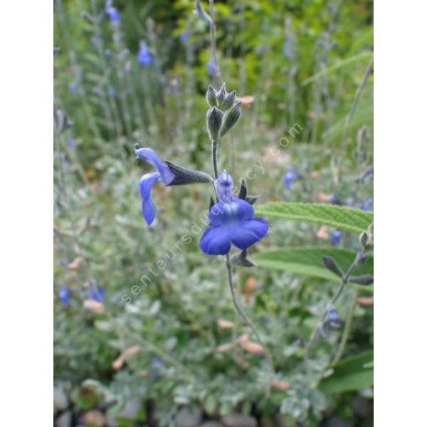 Sauge arbustive à feuille grise - Salvia chamaedryoides var. isochroma