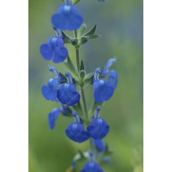 Sauge arbustive à feuille grise - Salvia chamaedryoides var. isochroma