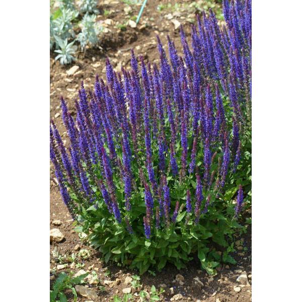Salvia x sylvestris 'Ostfriesland' - sauge nemerosa violet foncé