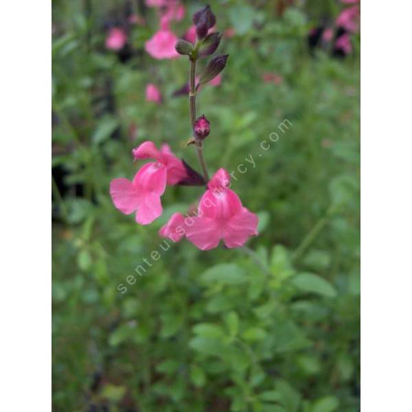 Salvia x jamensis 'La Siesta' - sauge arbustive - plante aromatique