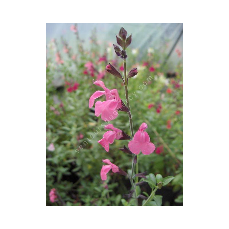 Salvia x jamensis 'La Siesta' - sauge arbustive - plante aromatique