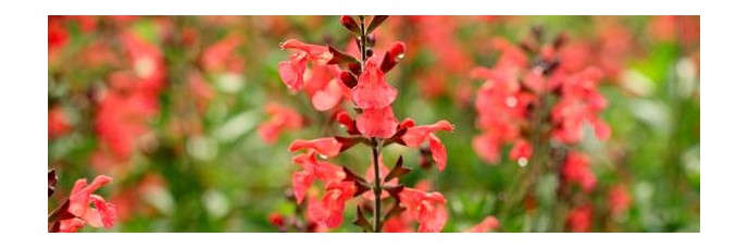 Achat de Sauge arbustive orange - Salvia microphylla en vente