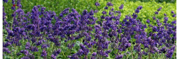 115 Sauges rustiques - Salvia en vente - achat de plantes vivaces