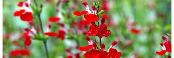 13 Unique Tailler La Sauge Arbustive - His Barn